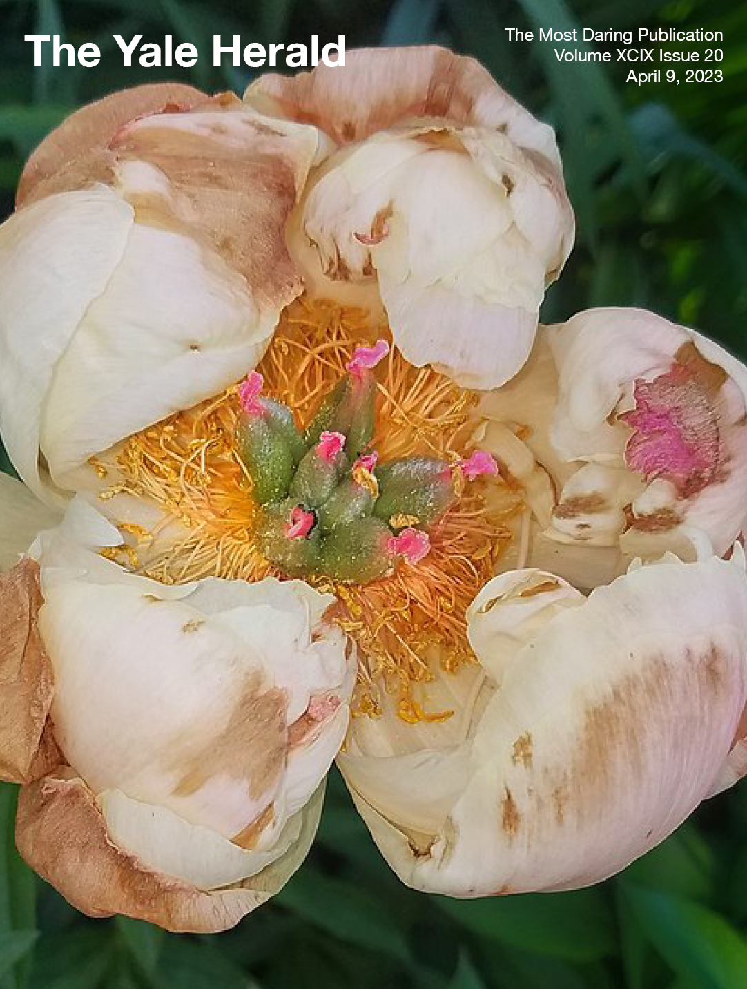 April 23rd, 2023 – The Yale Herald